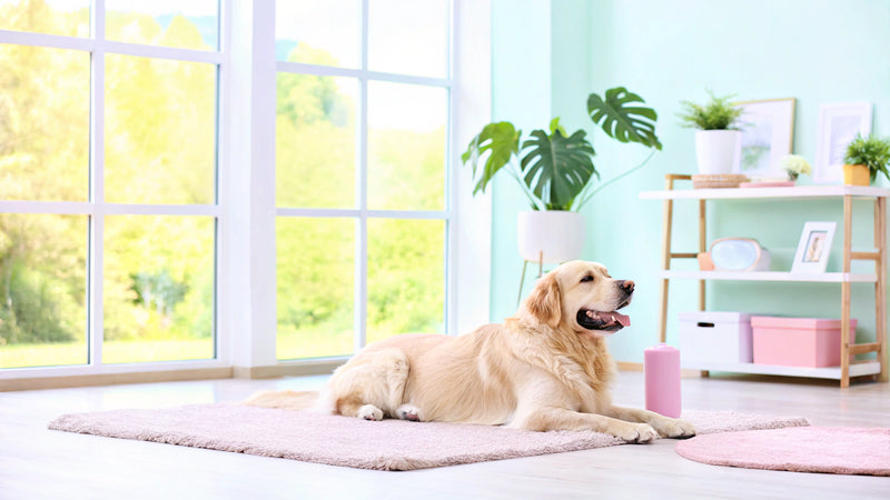 Compare 4 Weight Gain Supplements for Dogs: Benefits & Drawbacks