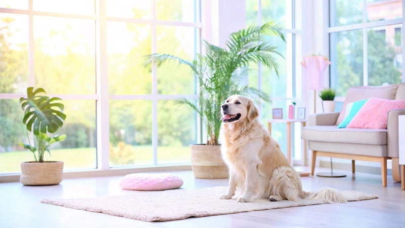 Can Dogs Eat Cooked Pasta? Benefits, Risks, and More Explained