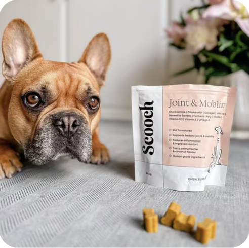 Scooch | The pet health subscription